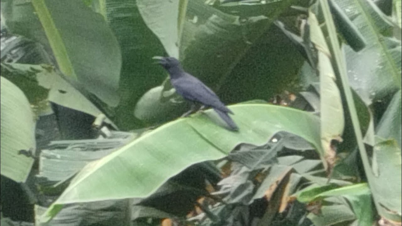#Kasagingan #Big #Bird - YouTube