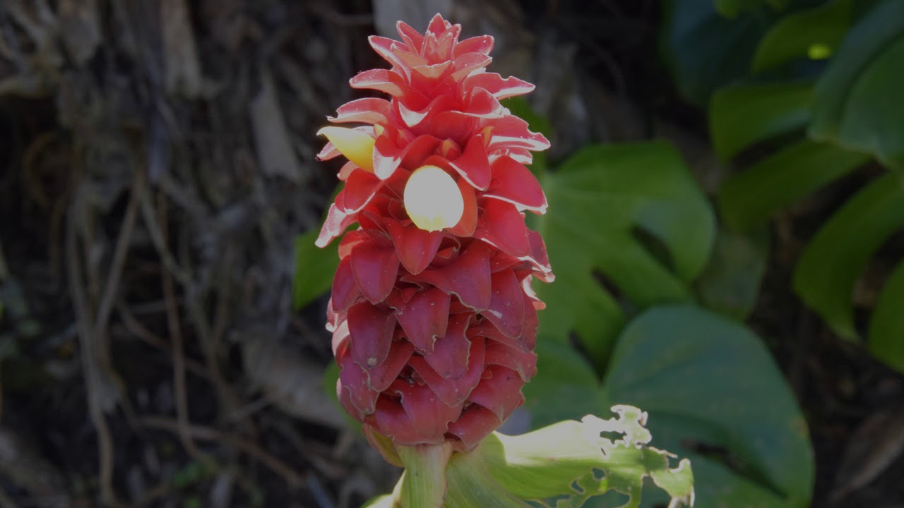The most beautiful flowers from PNG with worship songs from the Aramba ...