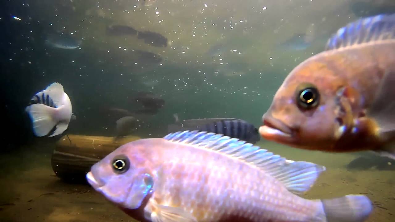 Metriaclima sp. 'zebra chilumba' (Maison Reef) 梅森礁粉藍斑馬 - YouTube