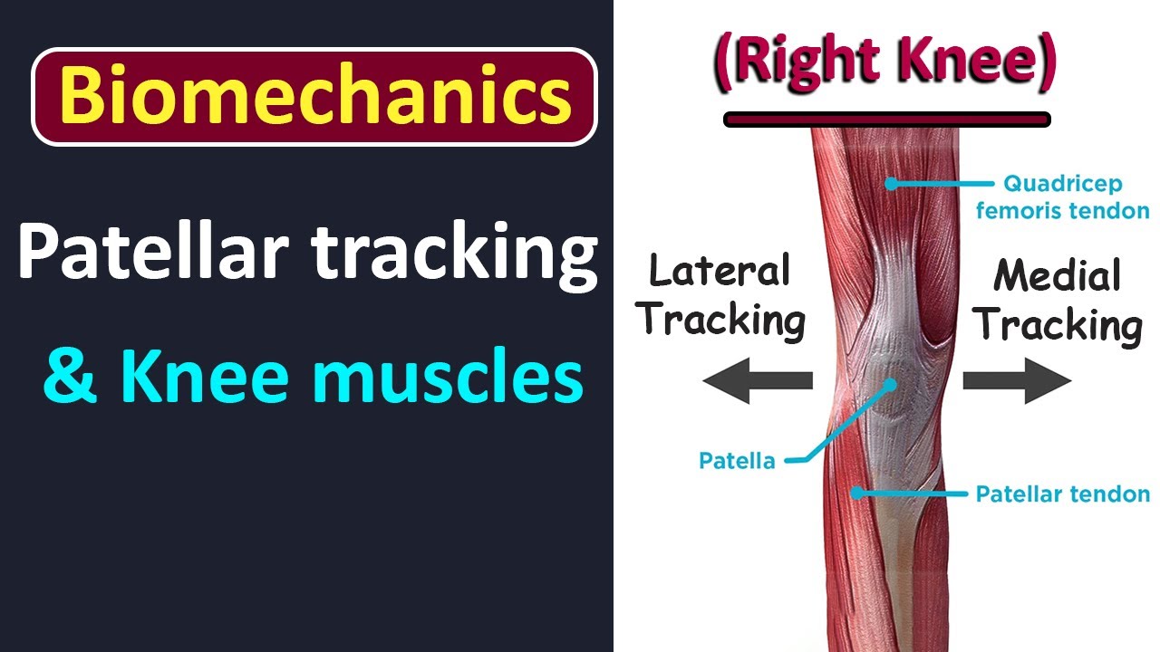 Knee muscles & Patellar tracking LEC 5 P1 - YouTube