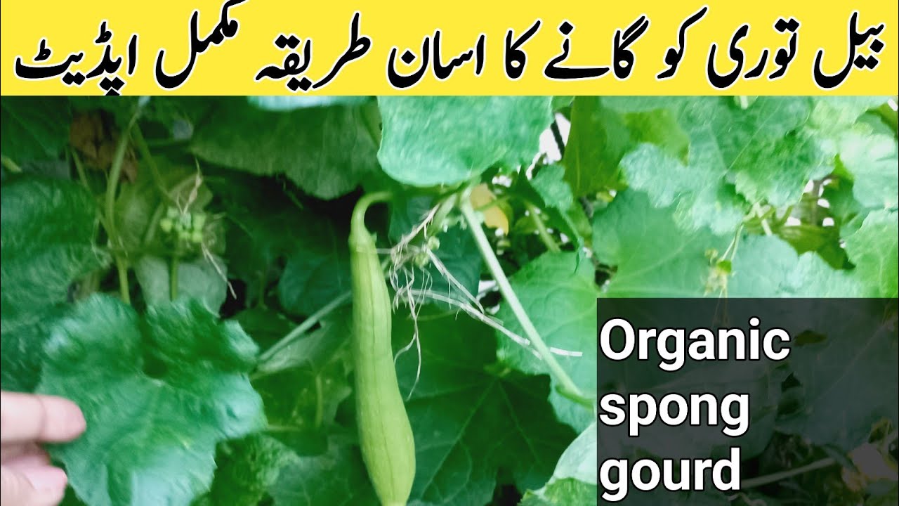 Allahumdullah itne sari bail tori apny kheti ki |dil boht kush hogaya ...