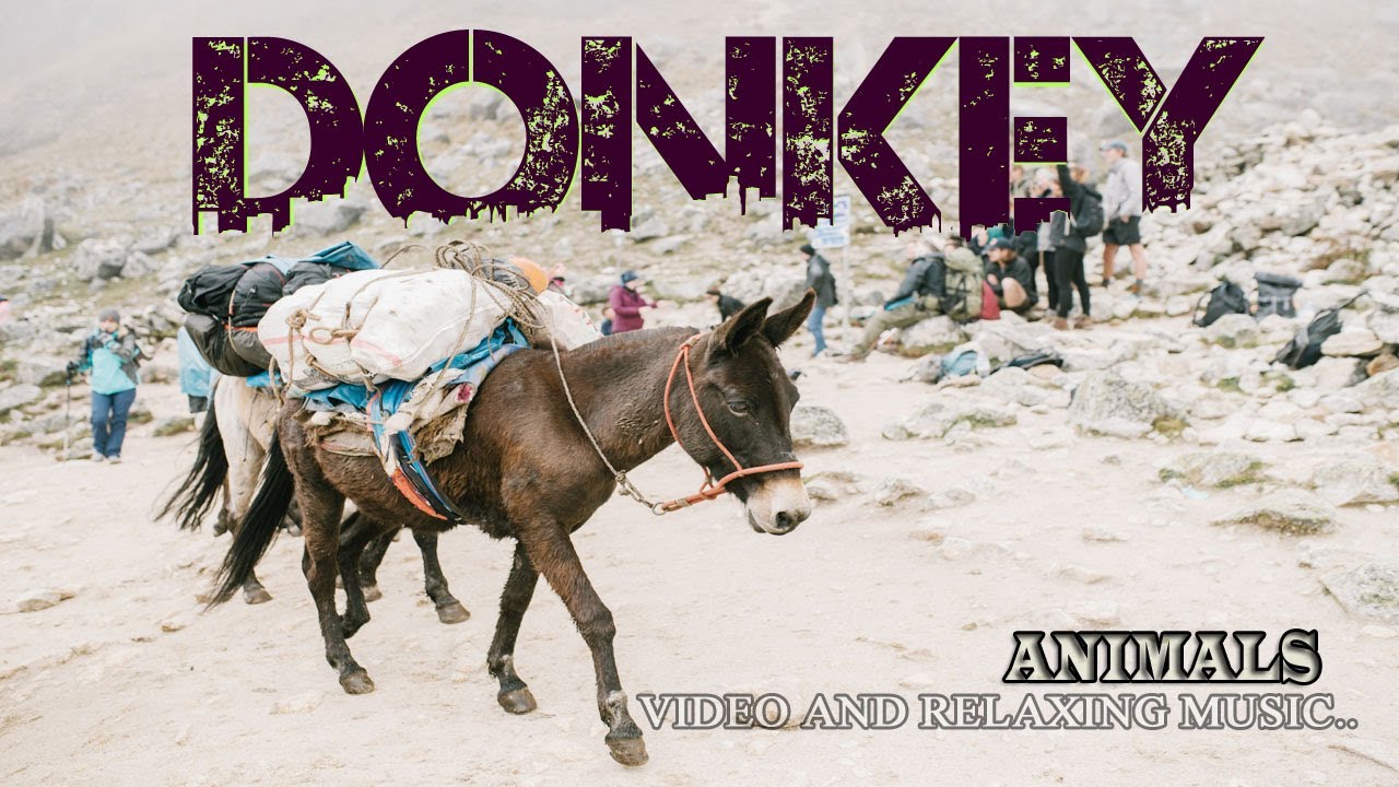 Donkey Animals video and Smooth relaxing music, World of Animals 2023 ...