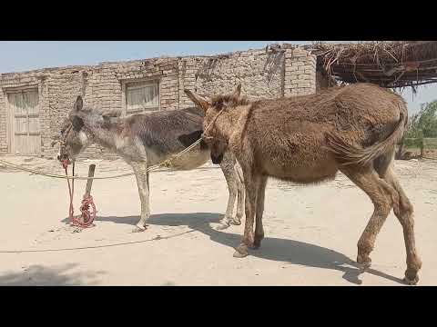 Power full donkey breeding seen power full video 