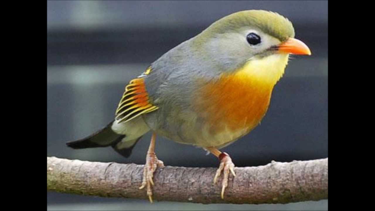Passaro Rouxinol Cantando Cantores Da Primavera: Descubra Os