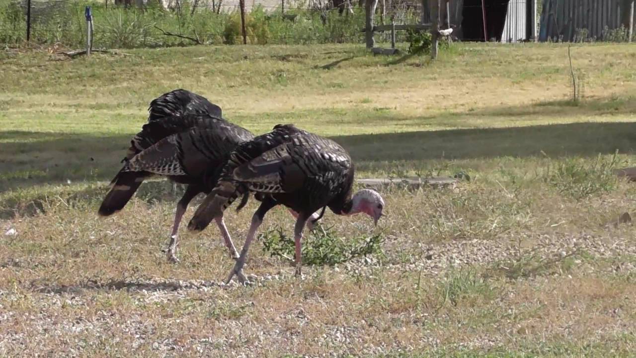 The Wild Turkeys of Miami, Texas - YouTube