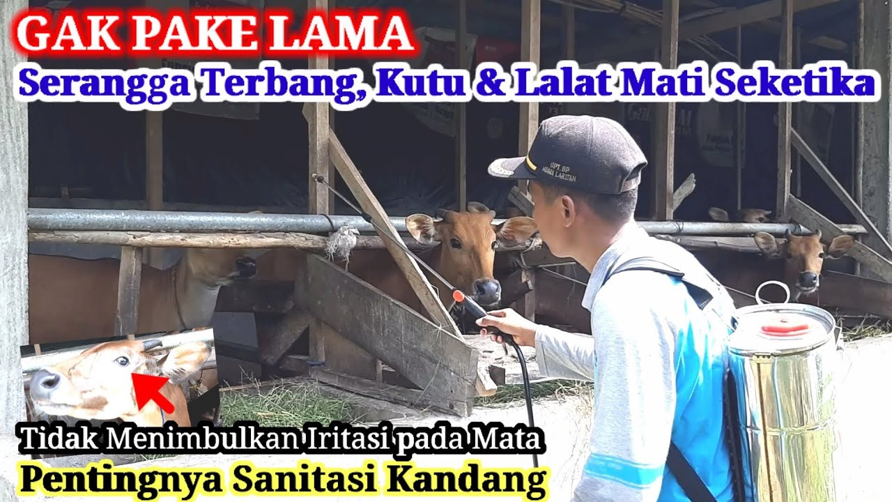 CARA JITU BASMI LALAT DAN KUTU PADA SAPI PART II | TIPS MENJAGA ...
