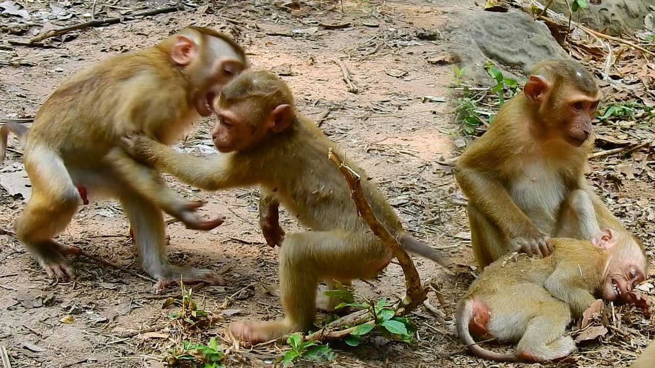 Very pity, little monkey Ricky cries convulsions laying on the ground ...