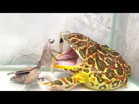 WARNING LIVE FEEDING! ! The Red Pacman frog eats dead leaf mantis?