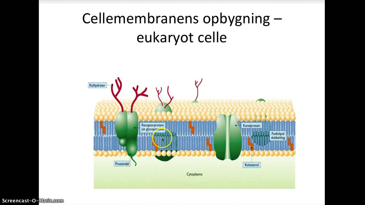 Biologi Cellens opbygning - YouTube