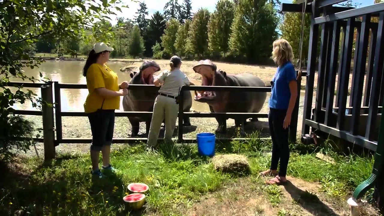 Is Hippo Milk Pink? - YouTube