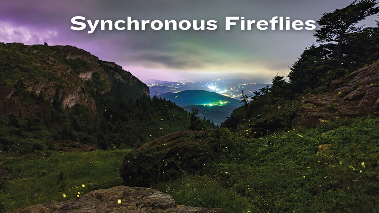 North Carolina's Synchronous and Blue Ghost Fireflies | North Carolina ...