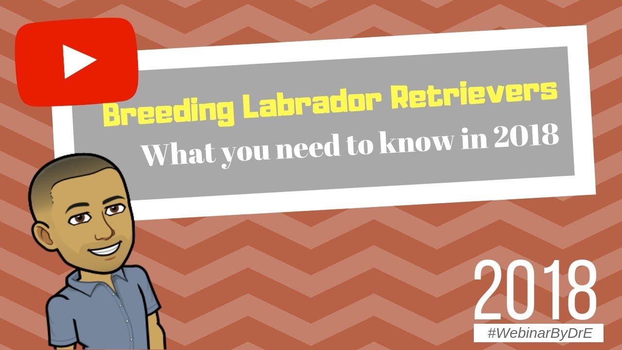 Breeding Labrador Retrievers : What You Need to Know (2018) - YouTube