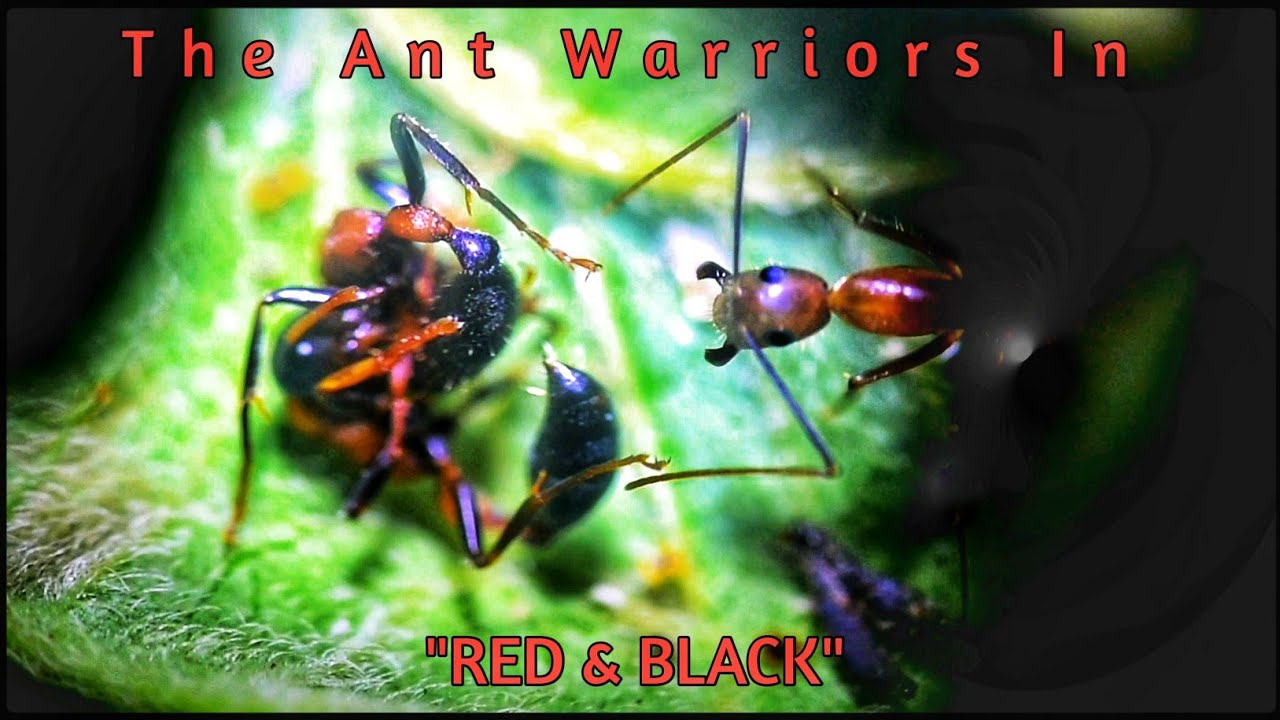 The ANT Warriors In RED And BLACK - YouTube