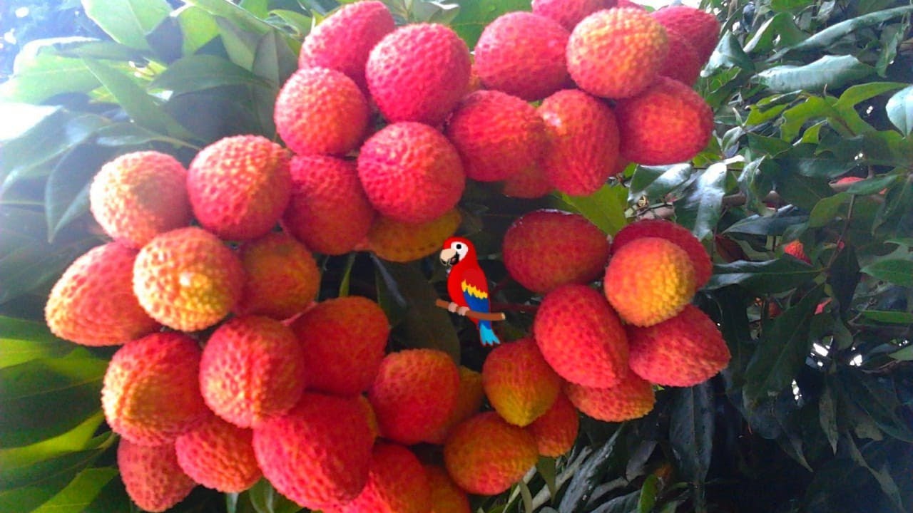 How to Grow & Care Lychee Tree || How to care litchi plant || Litchi ...