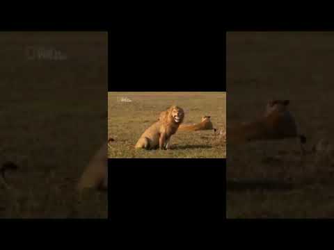 Gülen Aslan 🦁🦁🦁