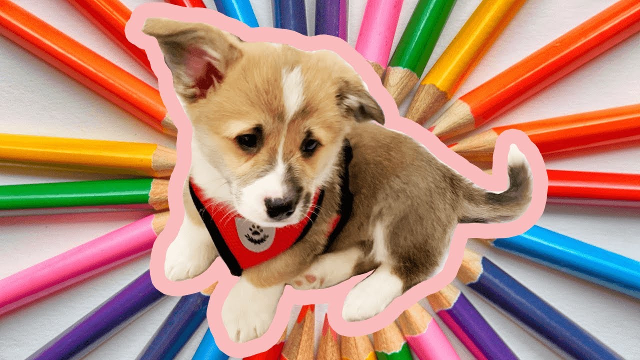 Corgi puppy whimpers and flops - YouTube