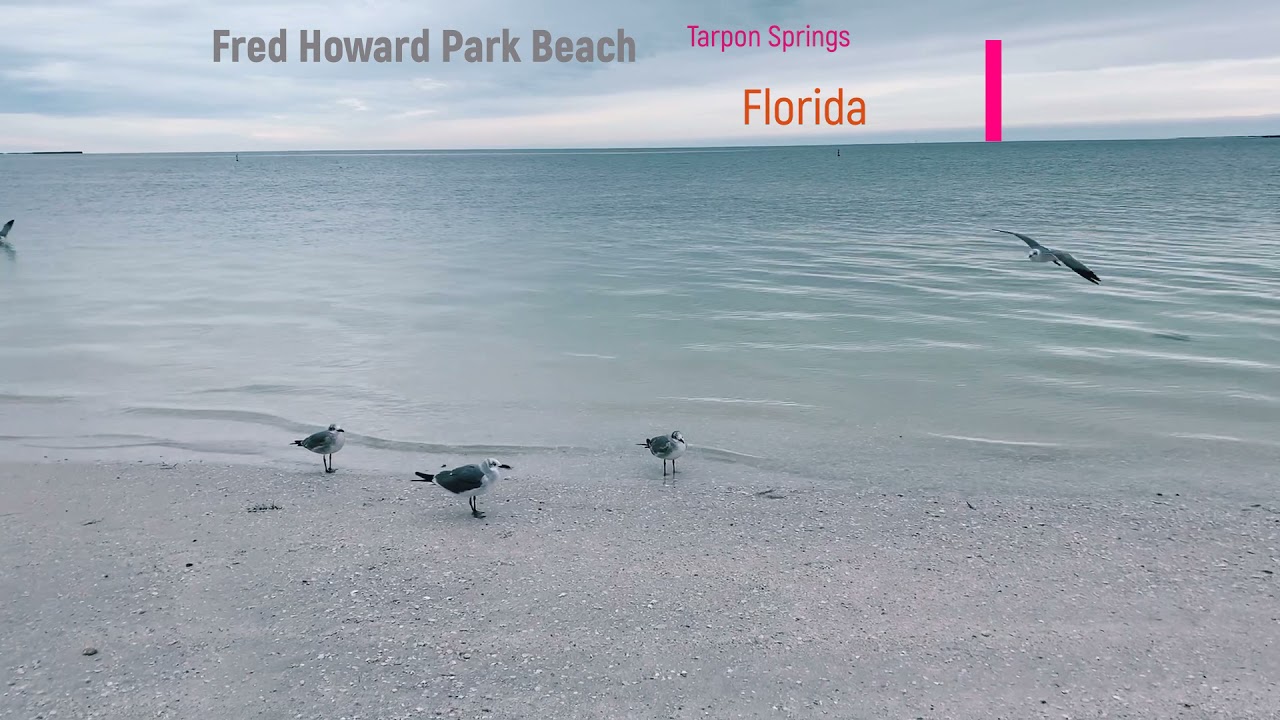 Fred Howard Park Beach, Tarpon Springs Florida - Full Beach Walkthrough ...