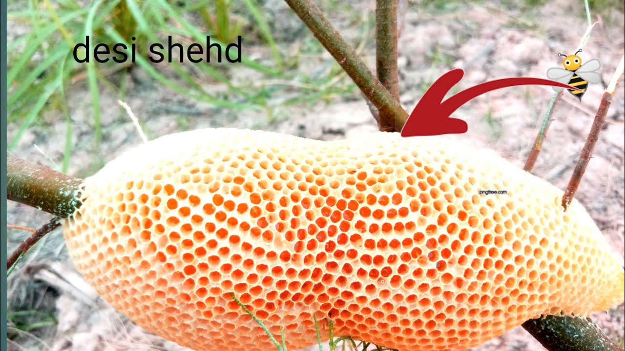 choti makhi ka shehd honey # technical vlog May 8, 2023 - YouTube