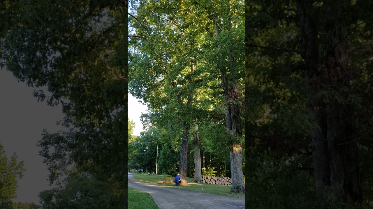 how to cut down a large oak tree - YouTube