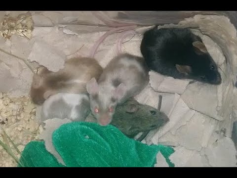 РАЗНОЦВЕТНЫЕ МЫШИ! Сюрприз в конце! - YouTube