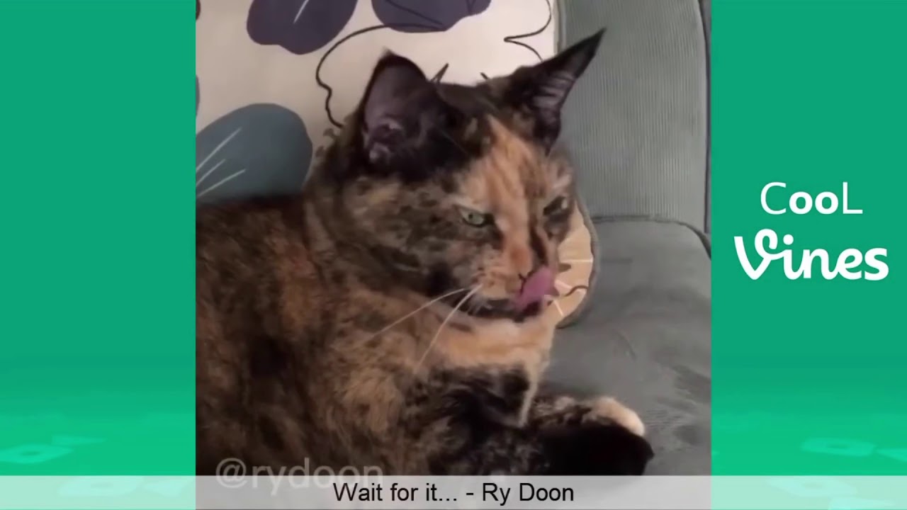 Funny Cat Fart 2018 Vines Compilation - YouTube