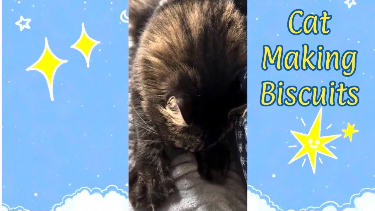 🤫 Cat making biscuits - YouTube