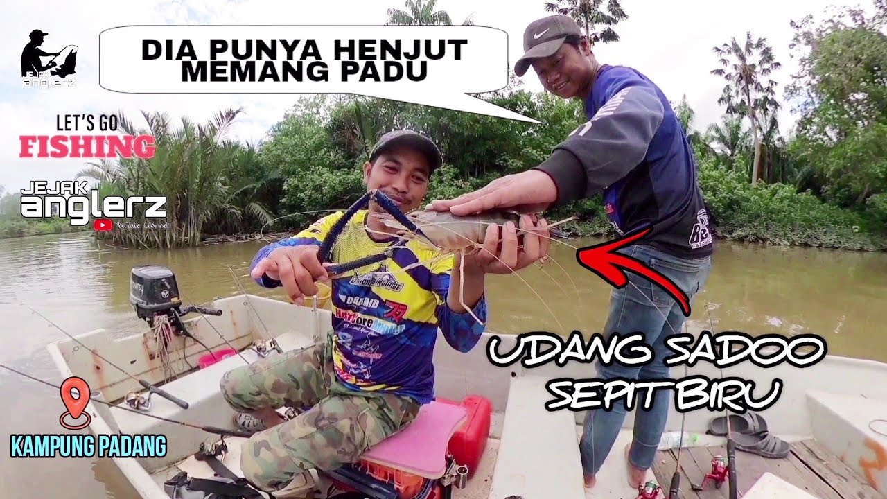 Bila Udang Besar Henjut, Jantung Sampai Bedebar Debar || Sepit Biru ...