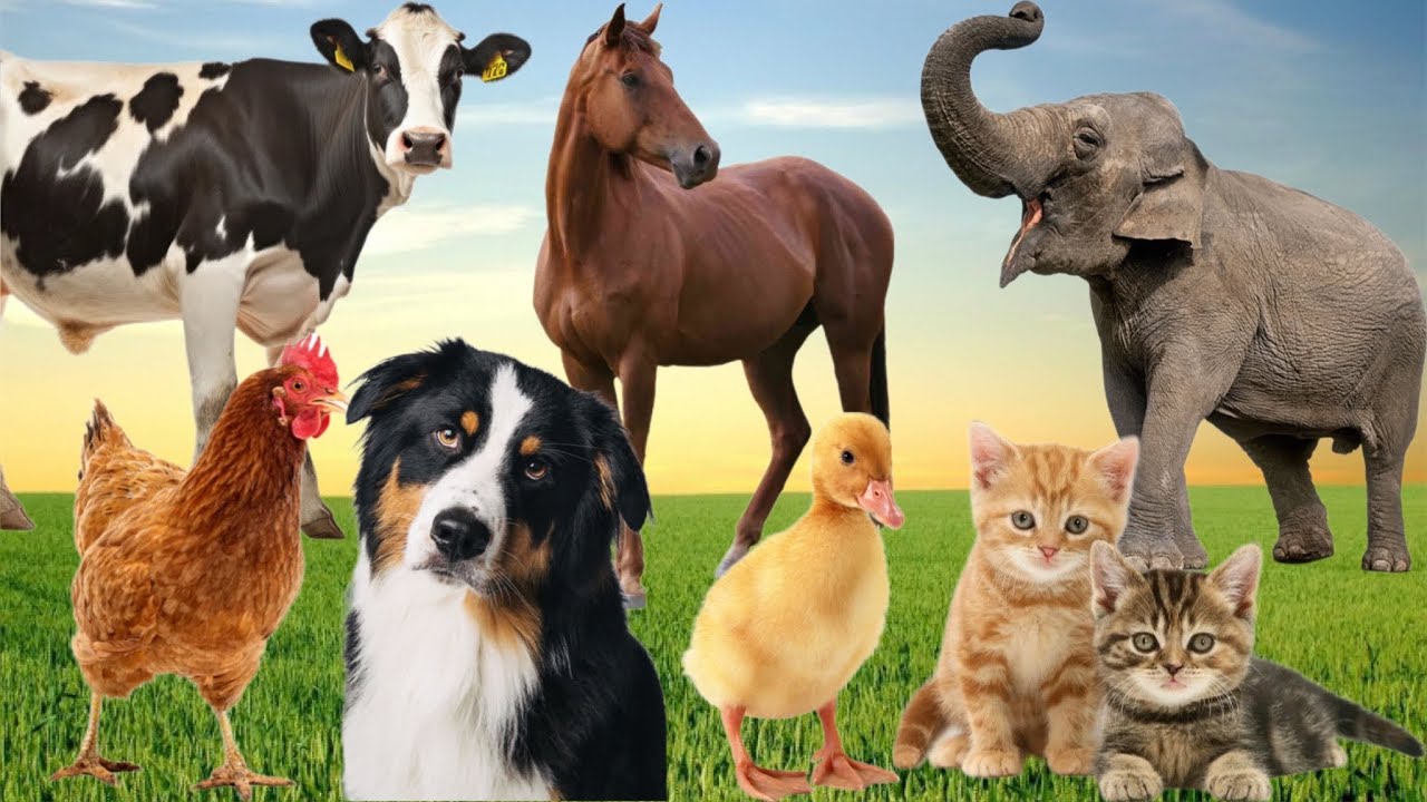 Wild Animal Sounds: Dog, Horse, Cow, Duck, Hen, Cat, Elephant - Animal ...