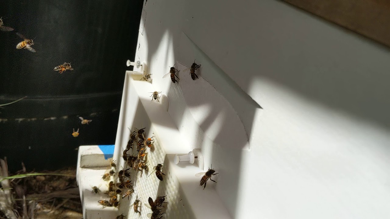 Bee robbing screen - YouTube