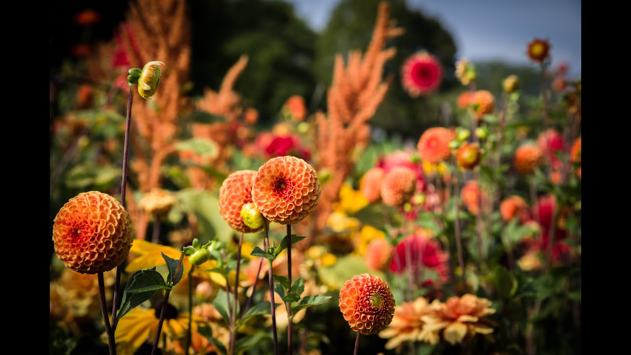 The Dance of Flowers !! Amazing Blooming Flowers Time Lapse - YouTube