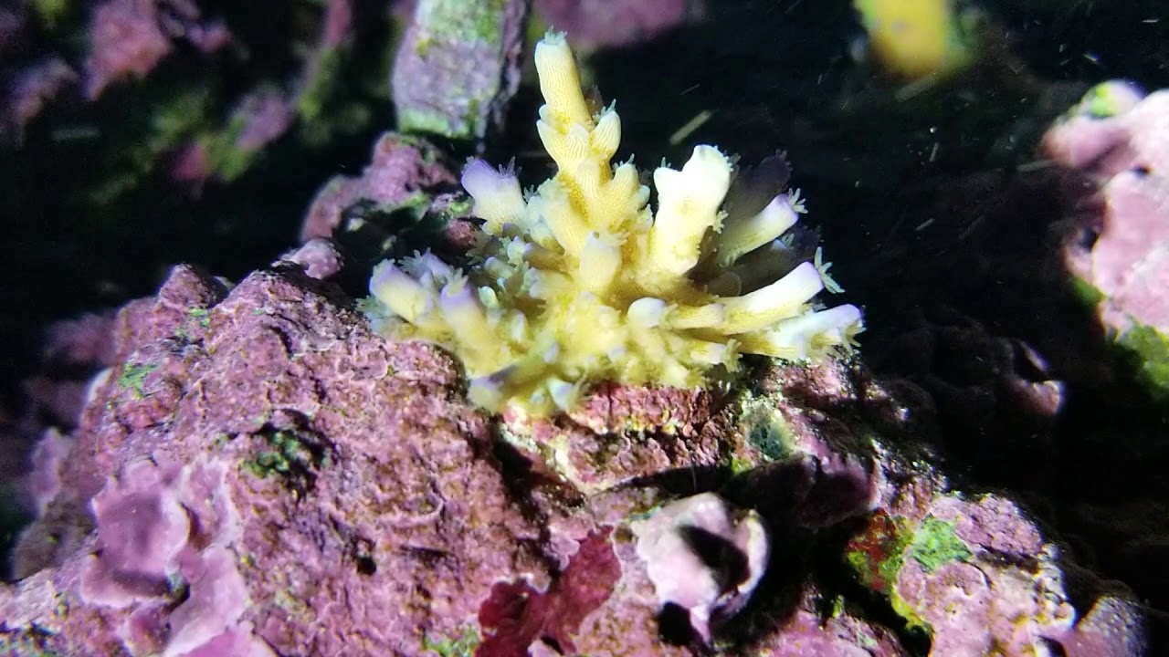 Reef Roid Rhapsody - YouTube