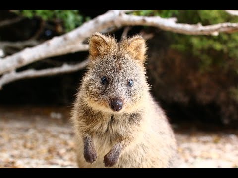 かわいい動物 人気のないかわいい動物ランキング Cute Animals Unpopular Cute Animals Ranking ...