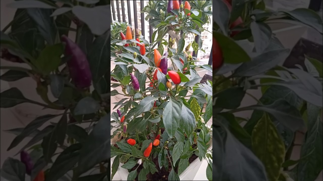 Chilli Plant Care Tips 🌱.#shorts - YouTube