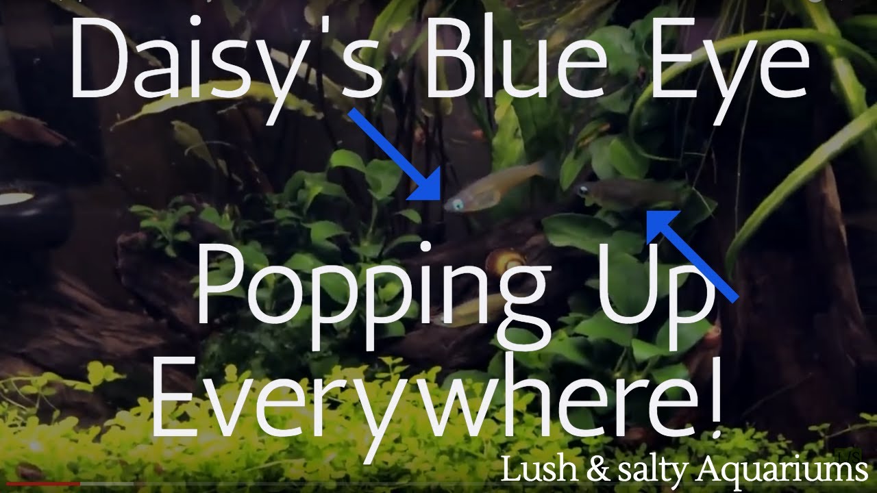 How to, tips & tricks: Daisy’s Blue (Eye) Rice Fish! - YouTube