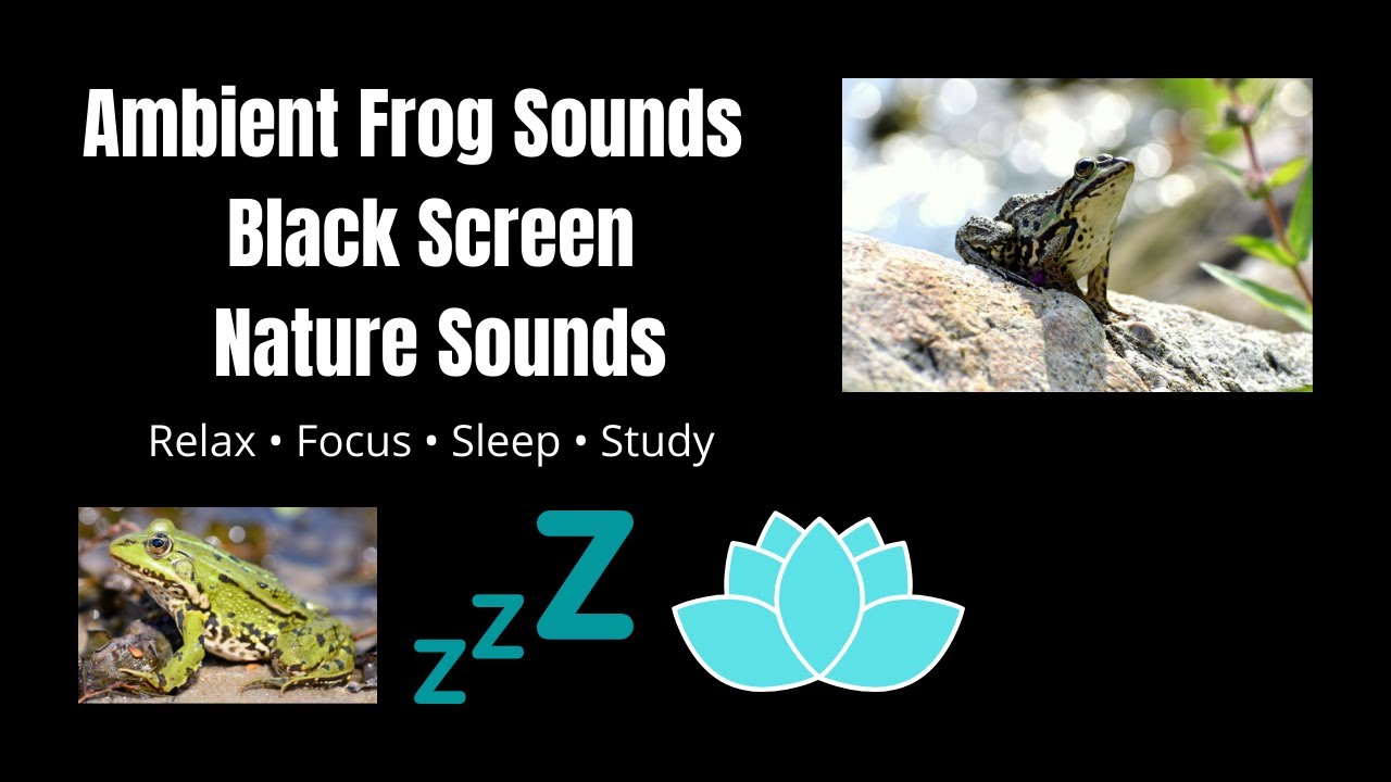 Night Time Ambient Frog Sounds - Black Screen - Relax - Focus - Sleep ...