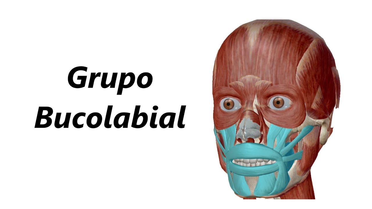 Anatomia dos Músculos da Expressão Facial em 3D - Grupo Bucolabial ...
