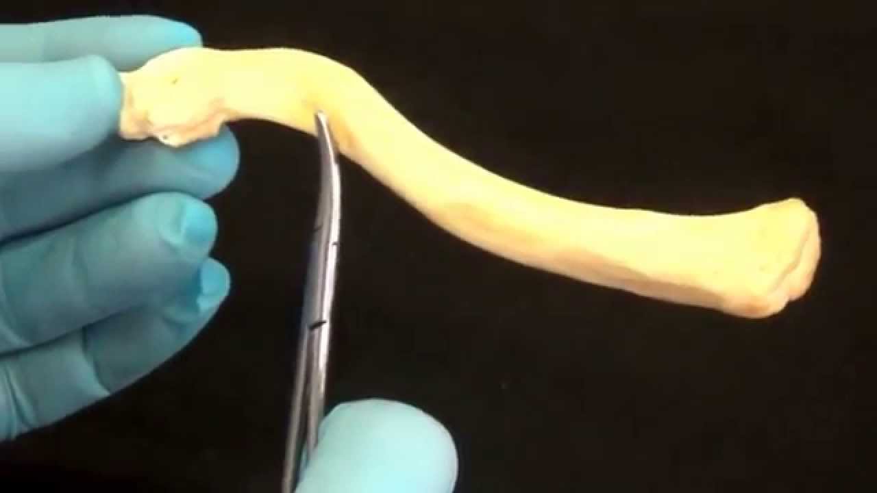 Anatomy Lab Revision Part - 1 ♦ The Clavicle ╠ - YouTube