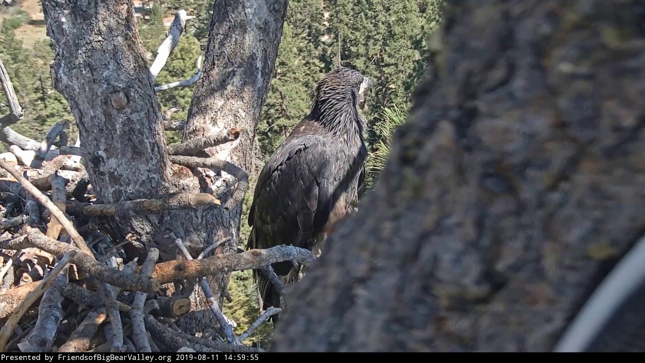 08-11-19 Big Bear Lake eagles; following Simba to another branch. - YouTube