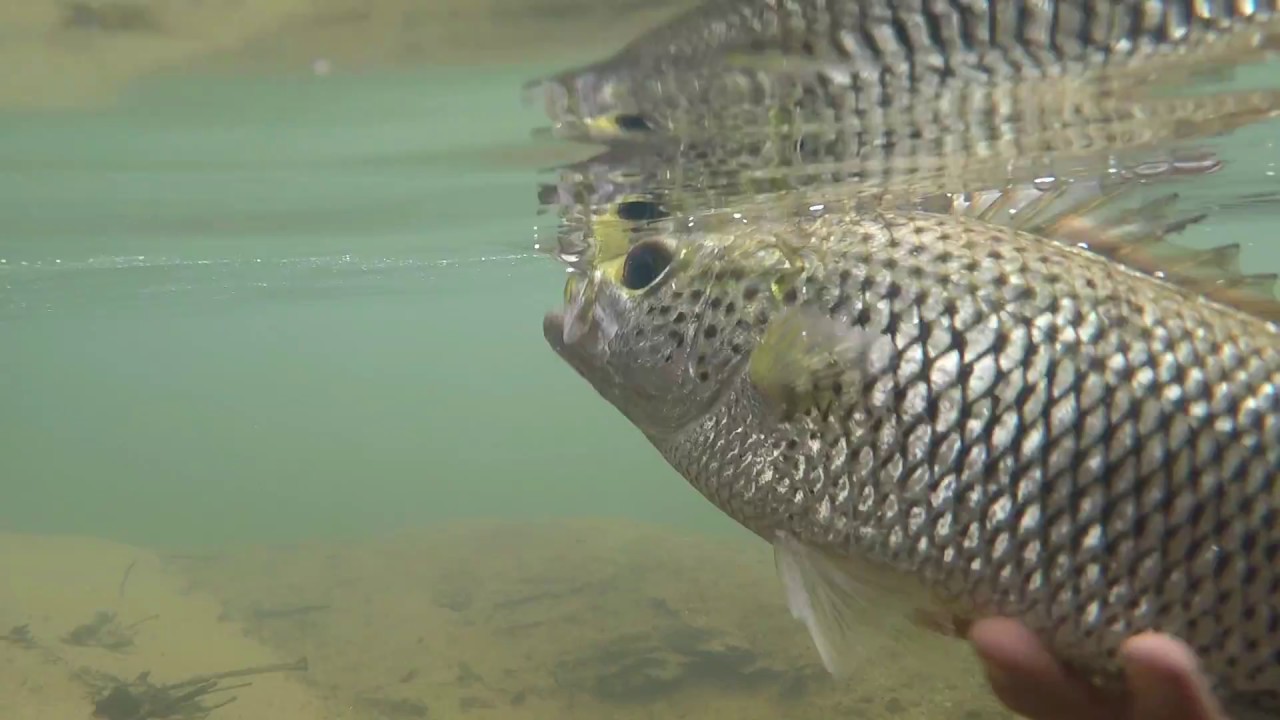 Tully River surface session - YouTube