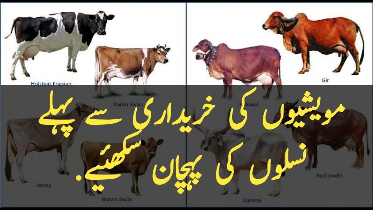 Breeds of cattle & buffalo in Pakistan||Sahiwal||red sindhi||cholistani ...
