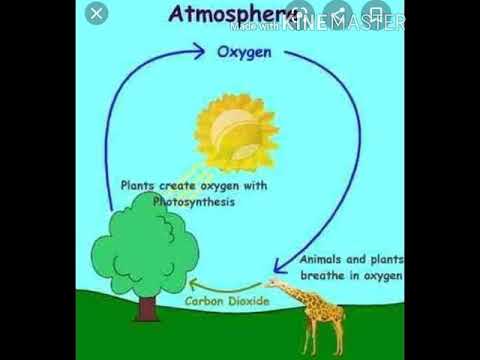 Balance of O2 & CO2 in nature and oxygen cycle || Chemistry || class IX ...