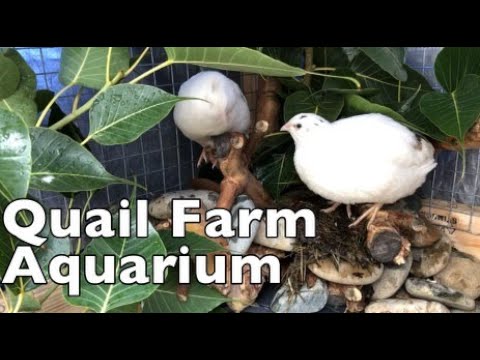 Terrarium Unique Farming Technique/ Aquarium Quail Farm Compilation ...