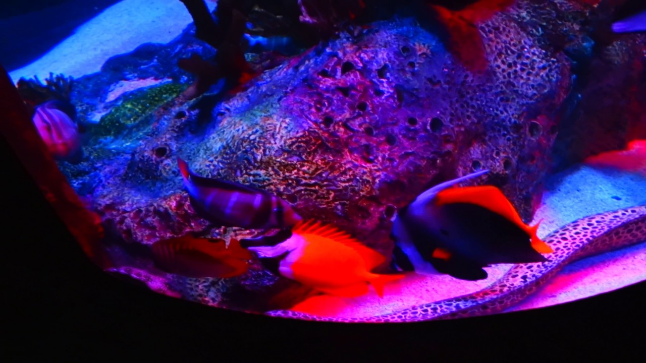AQUARIUM VLOG 0 4K SEA LIFE AQUARIUM - YouTube