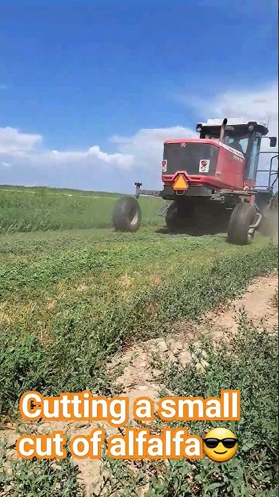 Massey ferguson swather out cutting some Alfalfa for hay☀️😎 #farming #california #alfalfa #hay ...