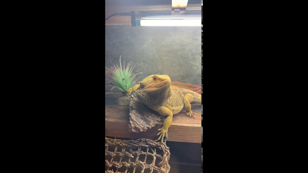 The dancing bearded dragon - YouTube