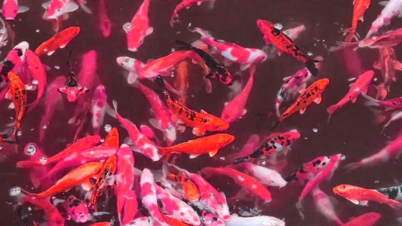 Wow Japan KOI Fish ।। Orenda Cap Fish ।। Colorful Fish In Chiklir Bill ...
