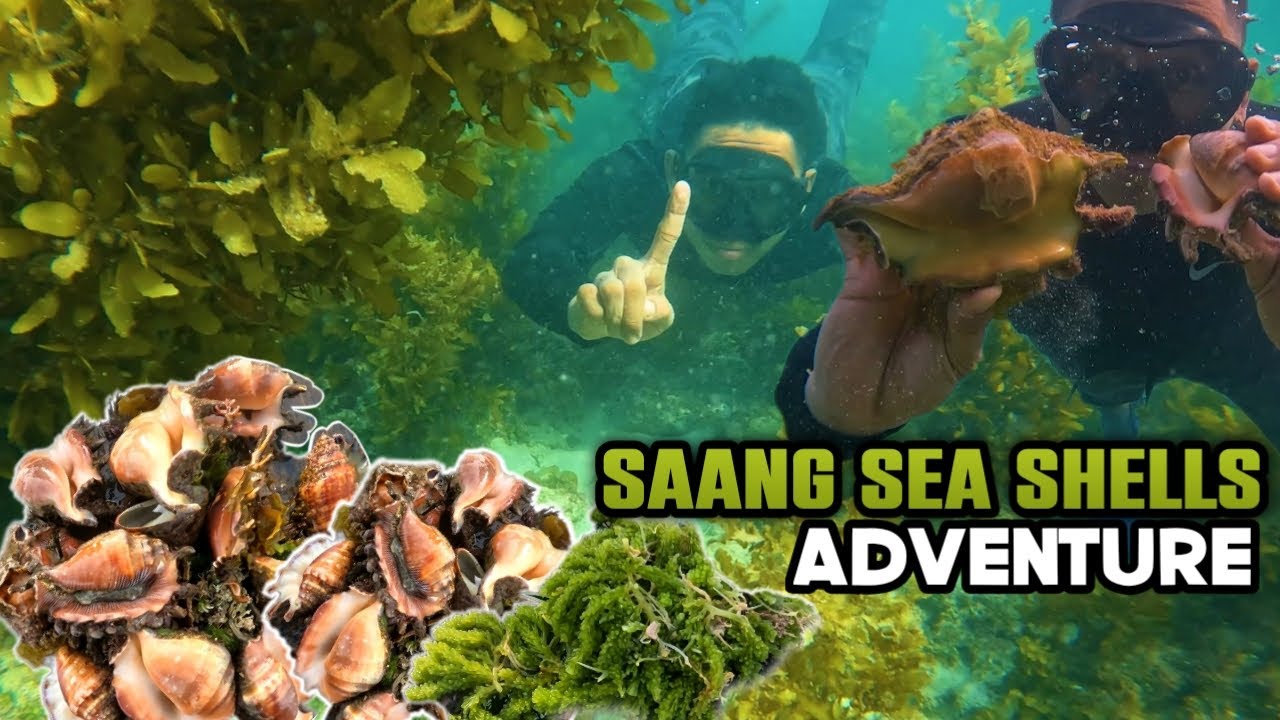 SPIDER CONCH SHELL ADVENTURE | SUPER DELICIOUS | MarinongDj - YouTube