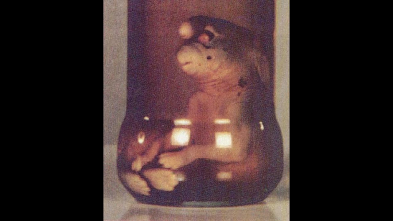 Cryptid Ratings: The Gnome Of Girona - YouTube