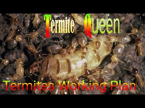 Queen Termites|how to get rid of termites|how to kill termites,civil ...