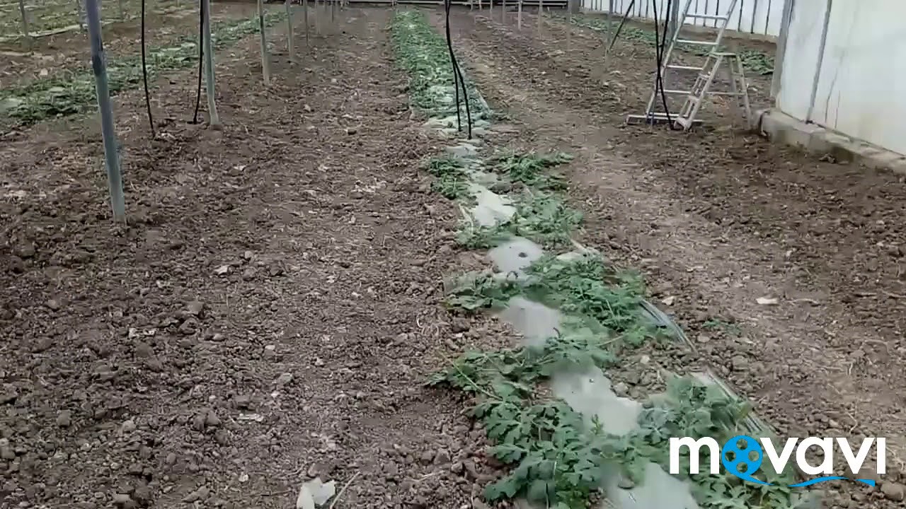 ΑΤΤΑΠΟΥΛΓΙΤΗΣ ΣΕ ΚΑΡΠΟΥΖΙ SUNFRESH KAI ΠΕΠΟΝΙ ΒΕΛΟΣ!ΟΙΚΟΝΟΜΙΑ ΝΕΡΟΥ ...